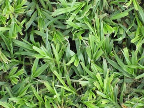 Lm Grass