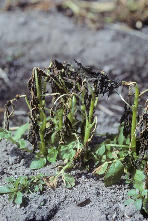 The First Gmo Field Tests Modern Farmer