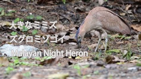 Malayan Night Heron