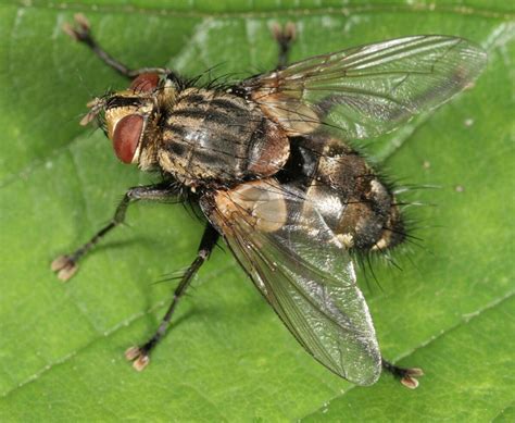 Cheese Fly Facts Description And Pictures