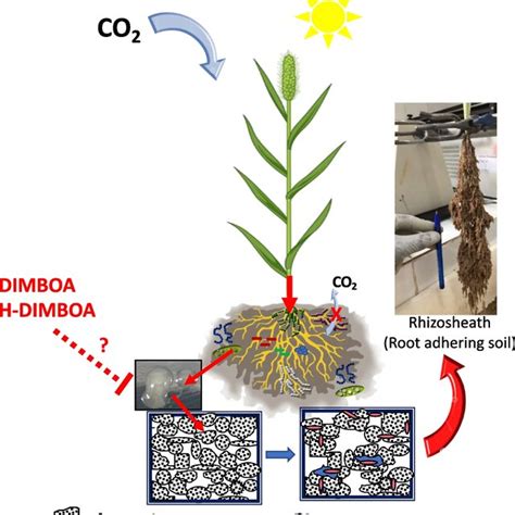 The Ecological Significance Of Root Exudates Impact On Rhizosphere