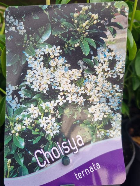 Choisya 2 Ltr Ternata Holland House Garden Centre Preston