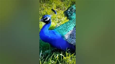 Beautiful Peacock 😍shortvideo Youtubeshorts Nature Viralshorts Youtube