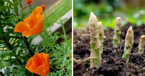10 Gartenarbeiten Im April Jetzt Wird Gepflanzt