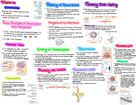 Notes Biochem Chapter 12 summary Dr Brothy É É 0 of s o u z S ro n o e s or É