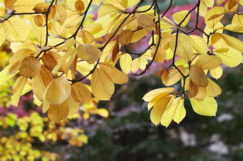 나뭇잎 가지 나무 Pixabay의 무료 사진 Pixabay