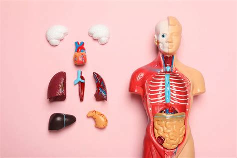 【医学生向け】解剖学の効果的な勉強法､本やアプリのおすすめは 医療エンタメ 医学部学生の悩みを面白く解決するメディアサイト