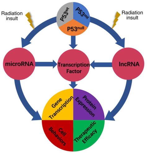 Relationship Between P53 Status And The Bioeffect Of Ionizing Radiation