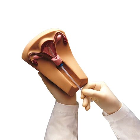 Sexualkunde Genitalorganmodelle Klüver Schulz Aufklärung im Unterricht