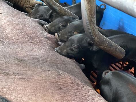 1 등급 받으려면 비계 늘어난다…제주 흑돼지의 눈물