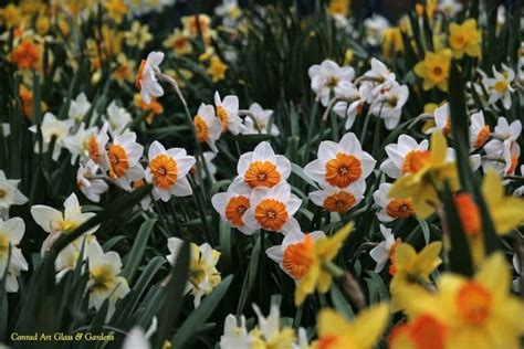 Conrad Art Glass And Gardens Daffodils Daffodils Glass Garden Oak Lawn