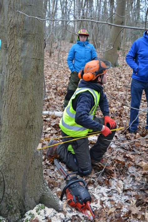 Safely Fell A Tree With Fall Notch And Felling Cut • B Tree