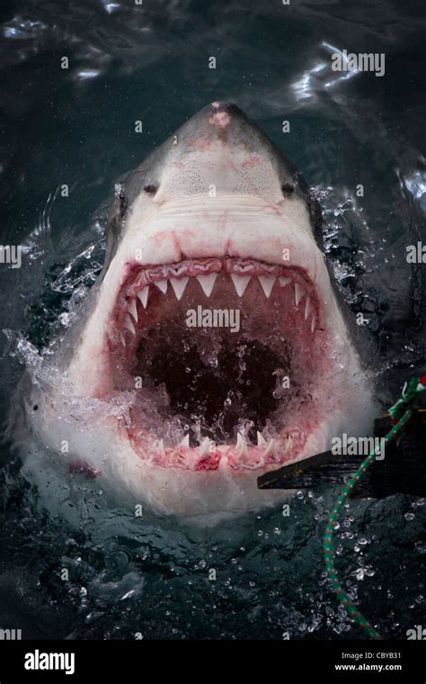 Great White Shark Carcharodon Carcharias Jaw Jaws Open Mouth Face