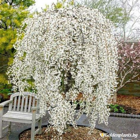 Японска вишна Снежен Фонтан