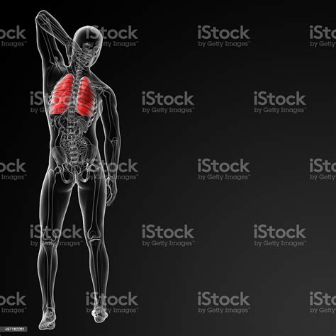 3 D 렌더링됨 일러스트 숫나사 치중합니다 0명에 대한 스톡 사진 및 기타 이미지 0명 3차원 형태 건강관리와 의술