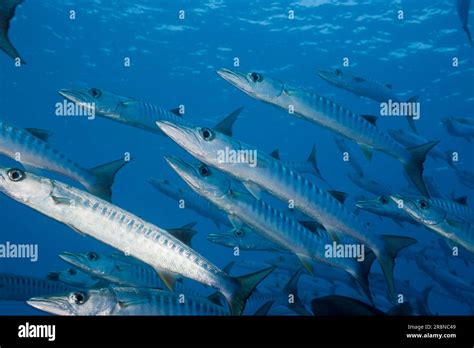 Australian Barracuda Finding Nemo