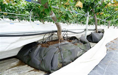 神奈川県川崎市の梨農家「中安果樹園」梨を中野島の直売所や通販で販売