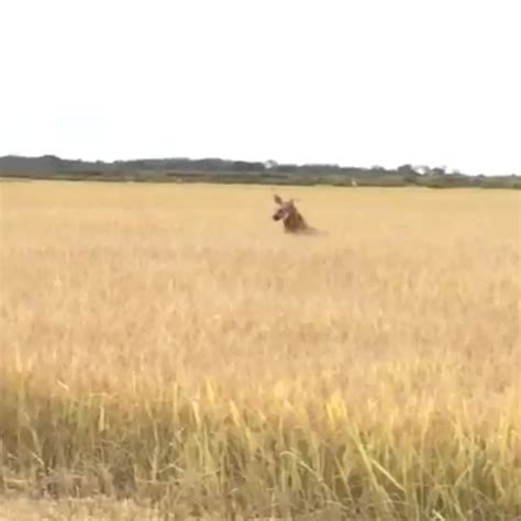 ¿qué Animal Es Ese El Video Viral De Una Rara Especie Argentina En