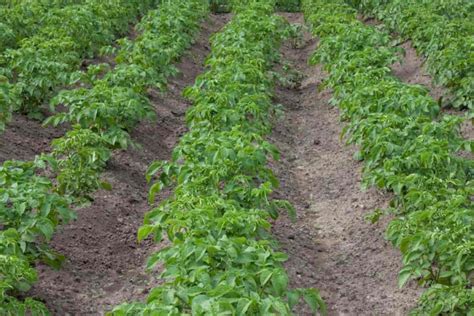 Growing Potatoes Organically In Uttar Pradesh Varieties Cultivation