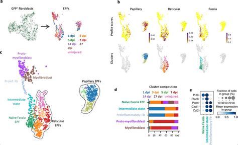 fascia to myofibroblast differentiation occurs within the download