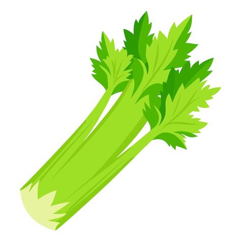 Fresh Vector Design Of Natural Celery For Culinary And Health