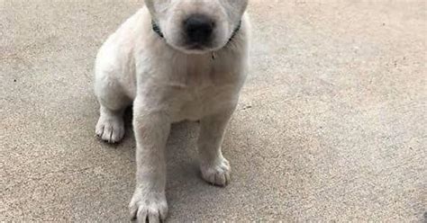 Good Dog Bront Album On Imgur