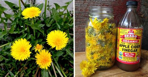 20 Dandelion Health Benefits For Baking Pain Relief And Warts
