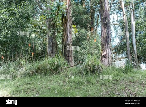 Vegetation And Ecology Hi Res Stock Photography And Images Alamy