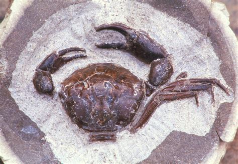 Fossilised Crab In A Mudstone Deposit Stock Image E442 0390