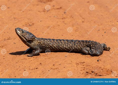 Shingleback Or Bobtail Lizard Stock Image Image Of Australian