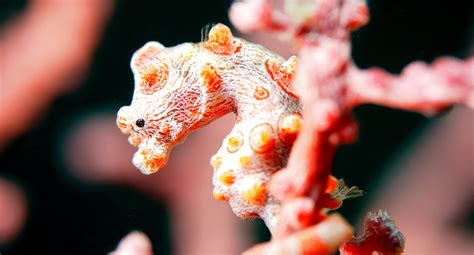 Marine Species Pygmy Seahorse • Scuba Diver Life