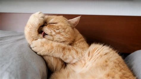 Does Catnip Calm Cats What You Need To Know About Catnip MyMoggy