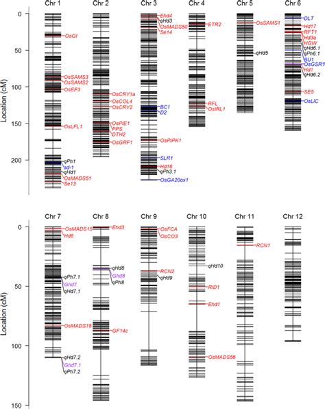 The High Density Linkage Map Showing The Detected Qtls In Our Study