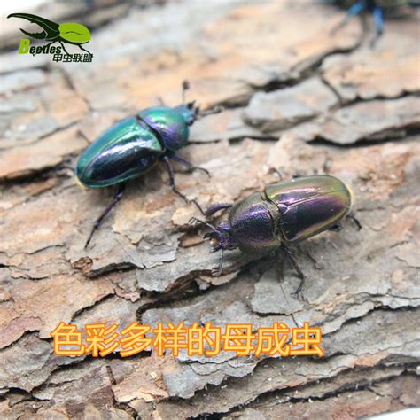 印尼金锹甲虫活体成虫幼虫兜虫大兜锹甲独角仙花金龟战神毛象甲虫 虎窝淘