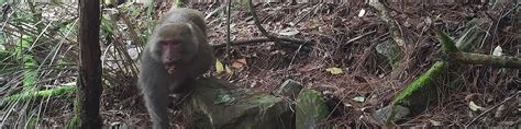 台灣獼猴