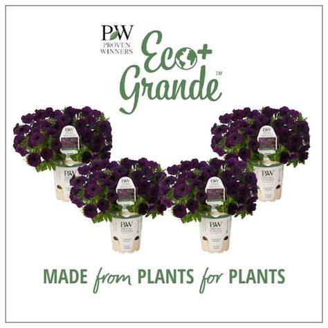 Proven Winners 425 In Eco Plus Grande Supertunia Mini Vista Midnight