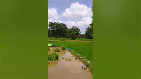 कोकणातील शेती आणि पाऊस ⛈️ Konkan Nature Konkancoast Youtube