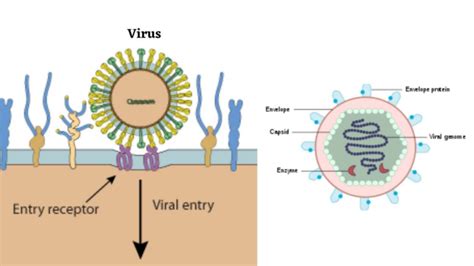 Viral Life Cycle Steps Of Viral Infection Biology Notes Online