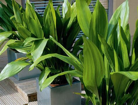 گیاه برگ عبایی؛ از معرفی انواع آن تا کاشت و نگهداری