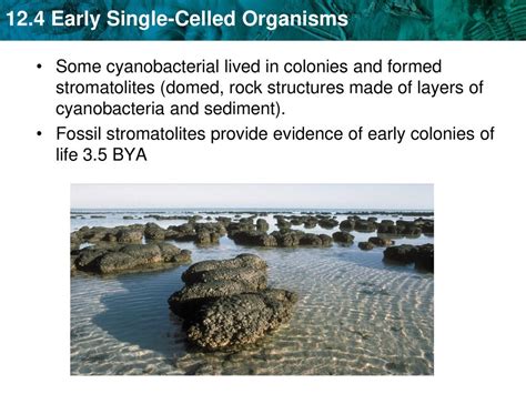 124 Early Single Celled Organisms Ppt Download