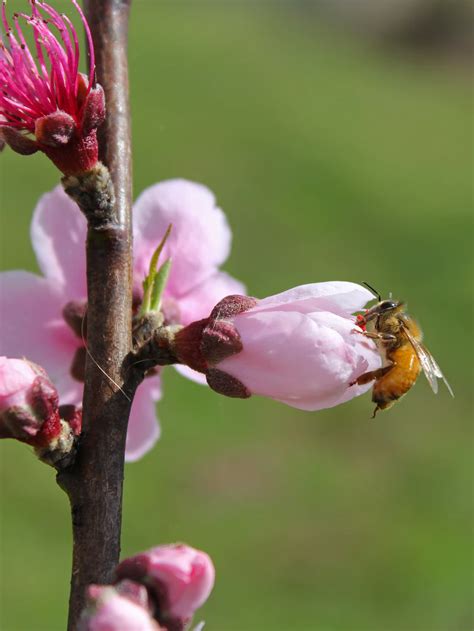 Bumper Peach And Nectarine Sever Expected After A Hit Bee Pollination