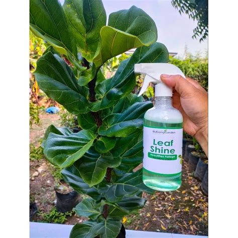 Natural Indoor Plant Leaf Shine Spray For Fiddle Leaf Fig Rubber Tree