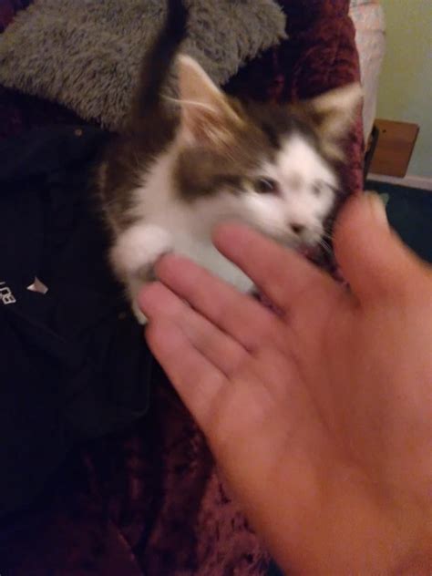 This Is Penny My New Kitten Rkittens