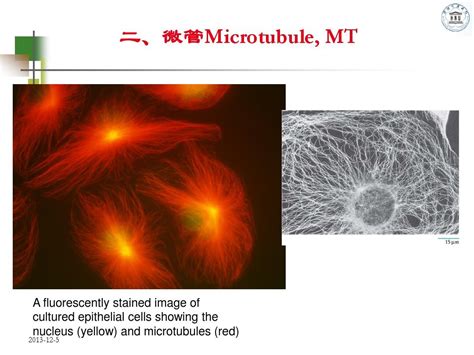 细胞生物学9细胞骨架 2 Word文档在线阅读与下载 无忧文档