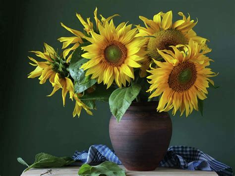 How To Care For Sunflowers In A Vase Simple Tips