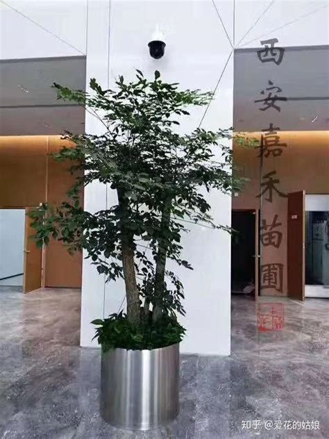 西安绿植租摆行业现存哪些问题？ 知乎