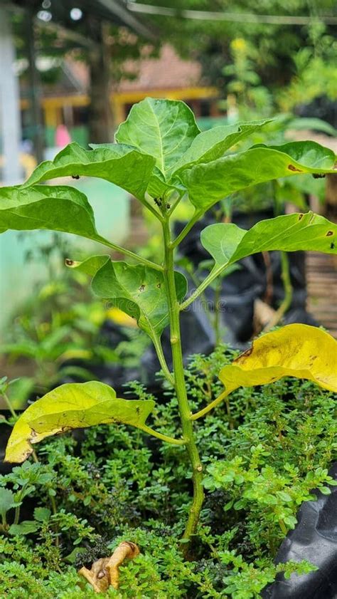 Green Chili Plant Growing Chili Seeds Stock Image Image Of Seeds