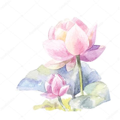 Watercolor Pink Lotus — Stock Vector © Charactersforyou 95566288