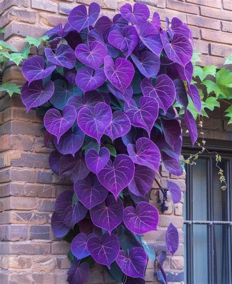 Purple Heart Vine Gynura Aurantiaca Purple Heart Plant Purple