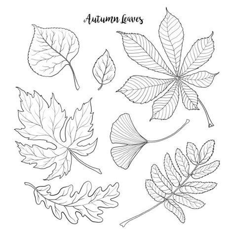 930 Feuille De Tremble Illustrations Illustrations Graphiques